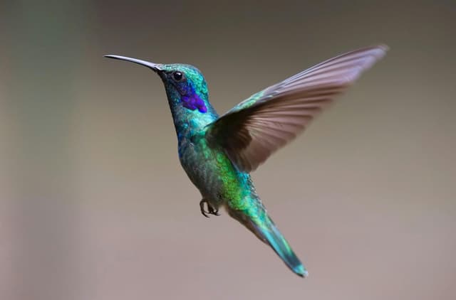 Bird Identifier - Free AI-Powered Bird Species Recognition ...